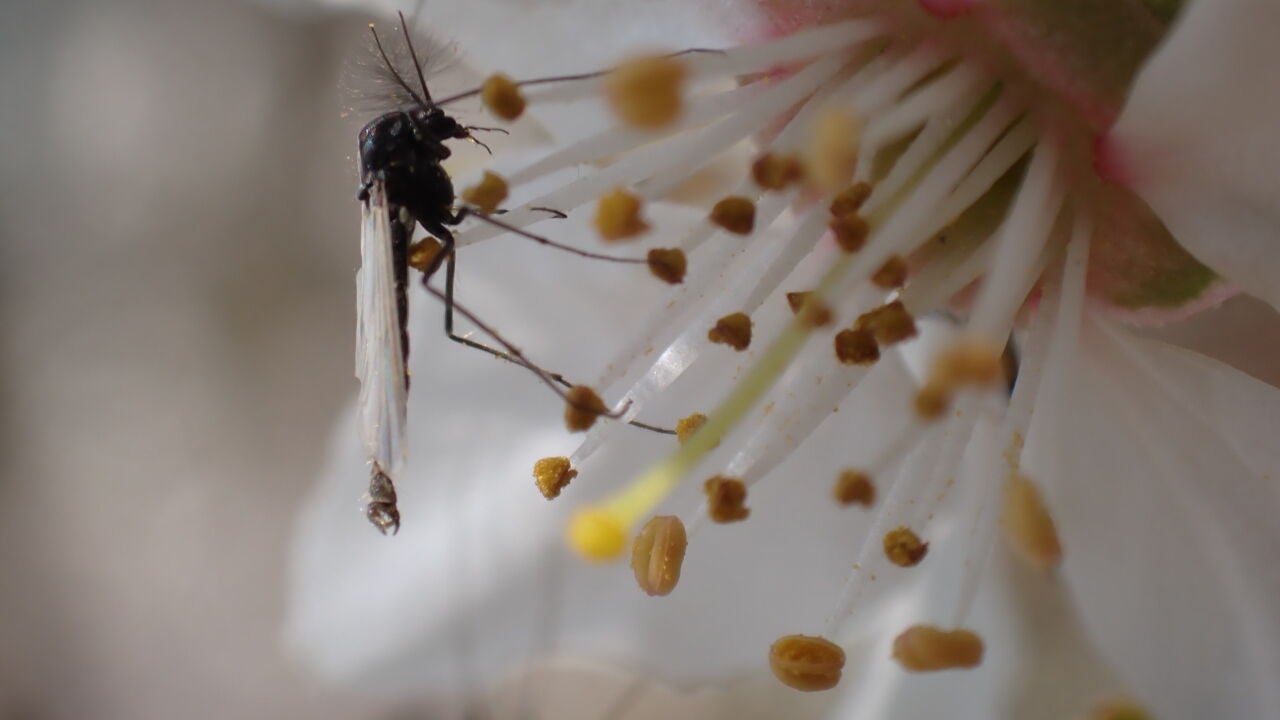 El cambio climático empeora la calidad de vida de los insectos acuáticos