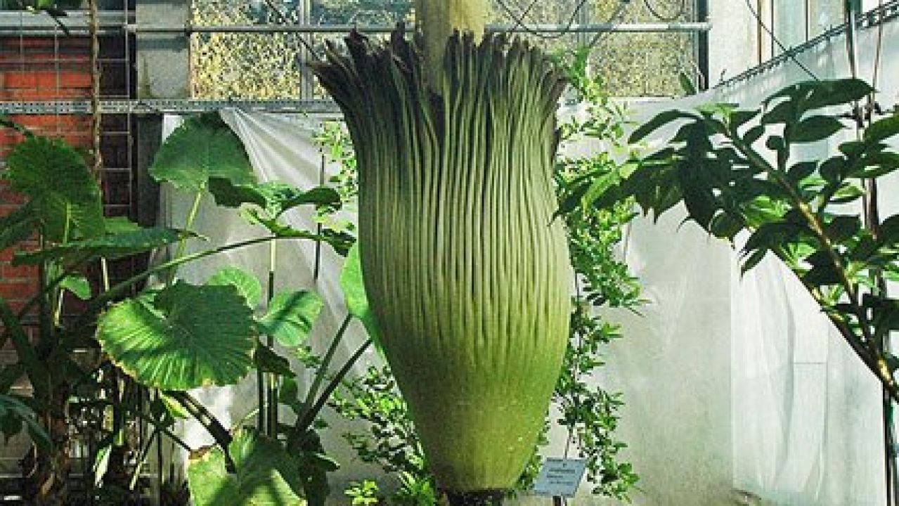 La flor más grande del mundo huele a carne podrida