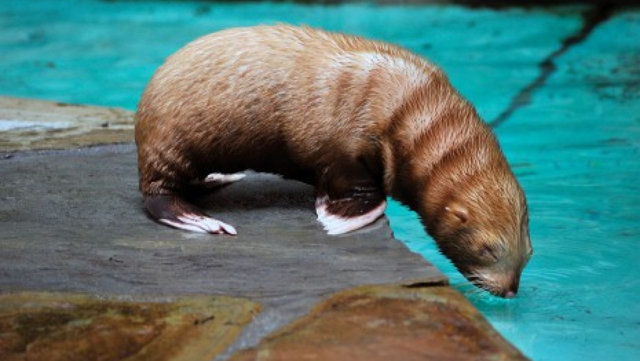Presentado un ejemplar de oso marino albino en un zoo alemán