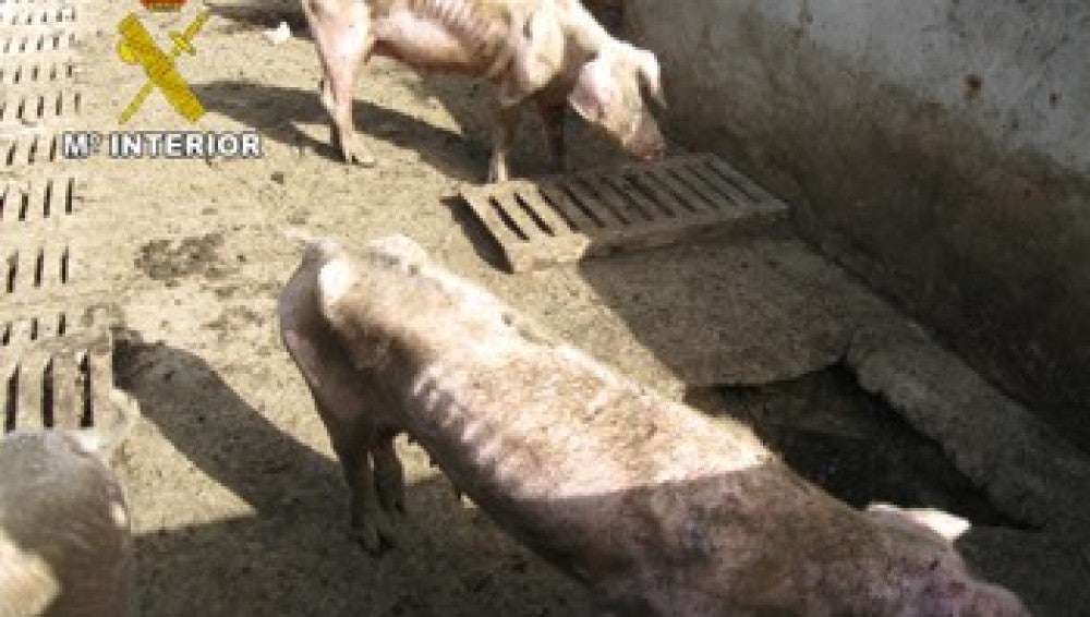Hallan una granja en Lorca con 60 cerdos al borde de la muerte por ...
