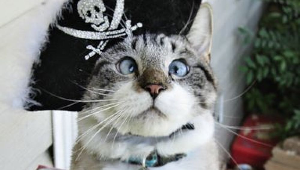 Spangles, el gato bizco que triunfa en la red