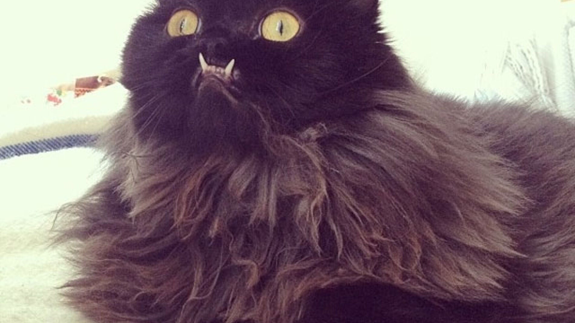 Monster, la gata con dentadura de vampiro que se hace famosa en las ...