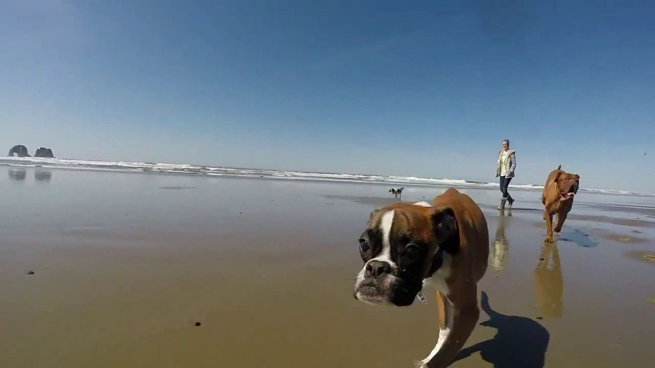 Duncan, un boxer con dos patas que cada día se supera a sí mismo