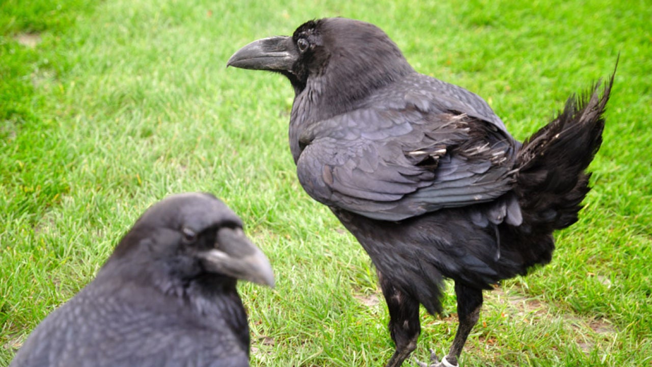 Un grupo de cuervos lleva años atacando a un hombre porque creen que ...