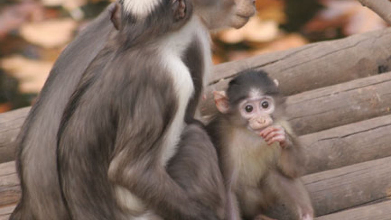 Nace una cría de mono mangabey en el Zoo de Barcelona