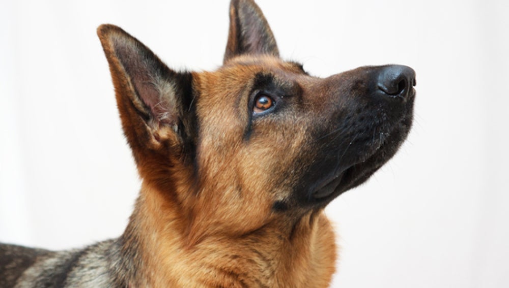 Tu perro sabe cuándo estás disgustado o contento