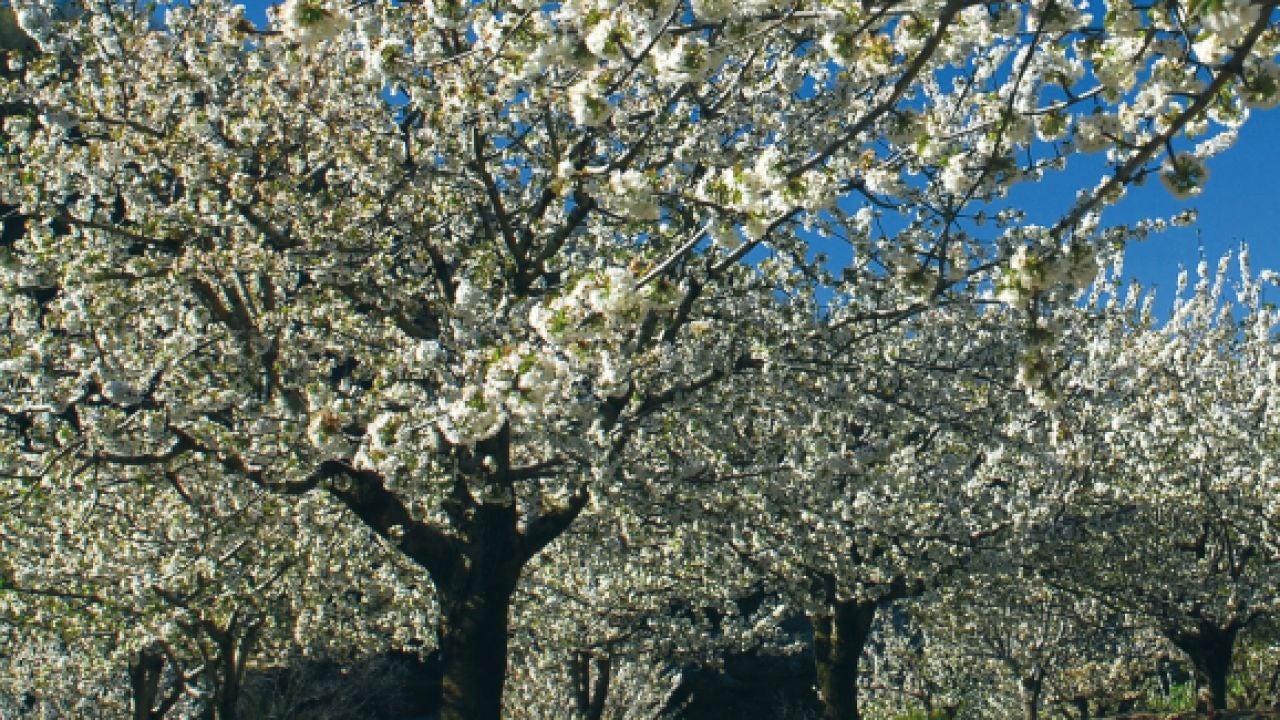 Recibimos a la primavera con la fiesta del cerezo en flor