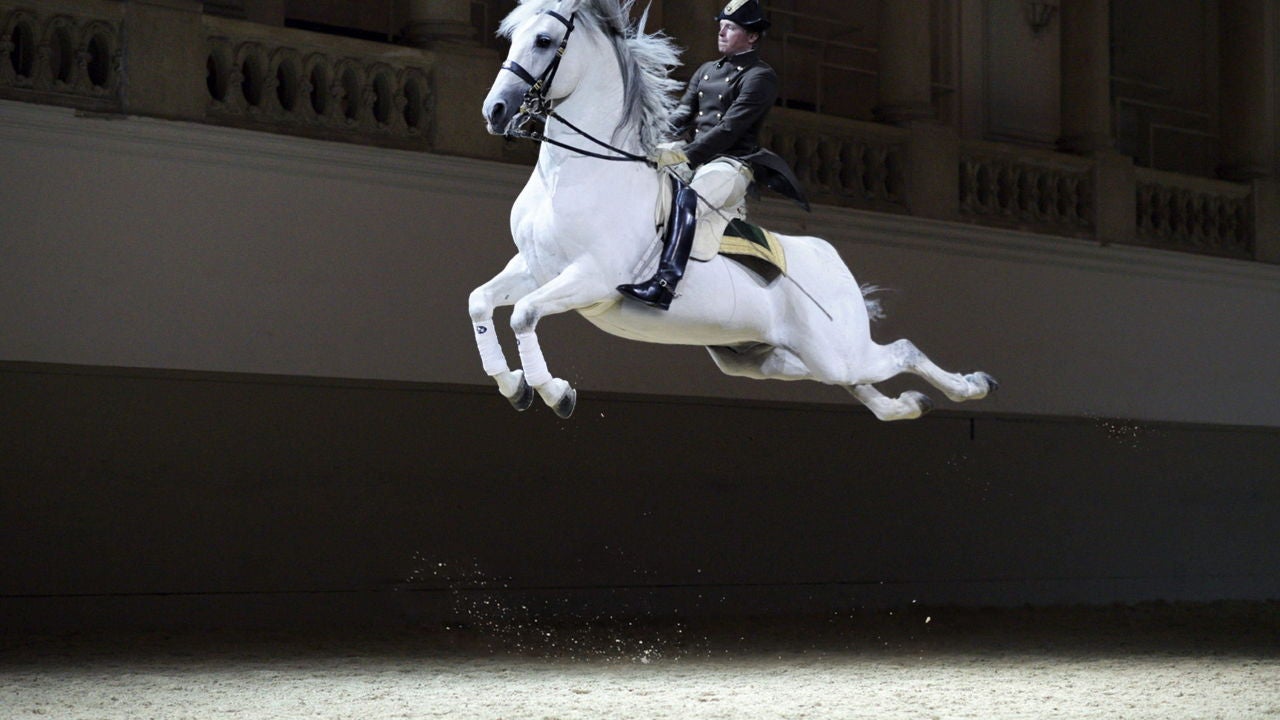 Los caballos y los humanos comparten expresiones faciales muy similares ...