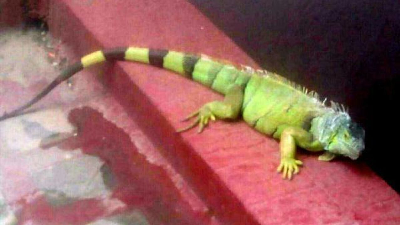 Capturan una iguana perdida de casi dos metros en Sevilla