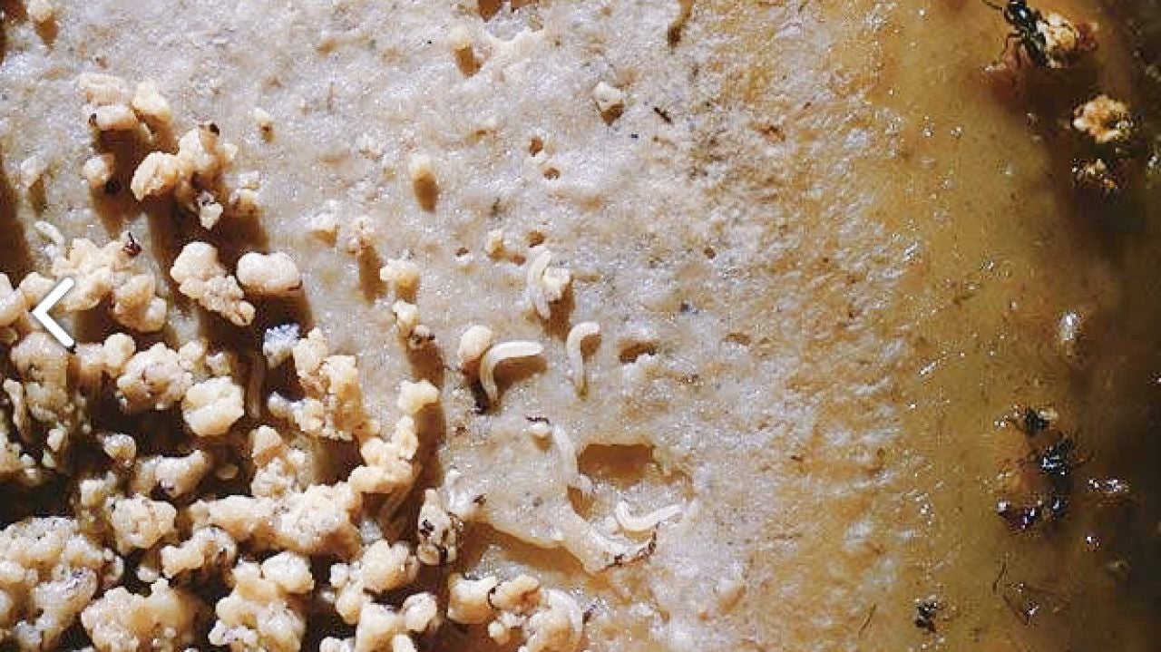 Un queso con moscas vivas, una 'delicatessen' en Cerdeña