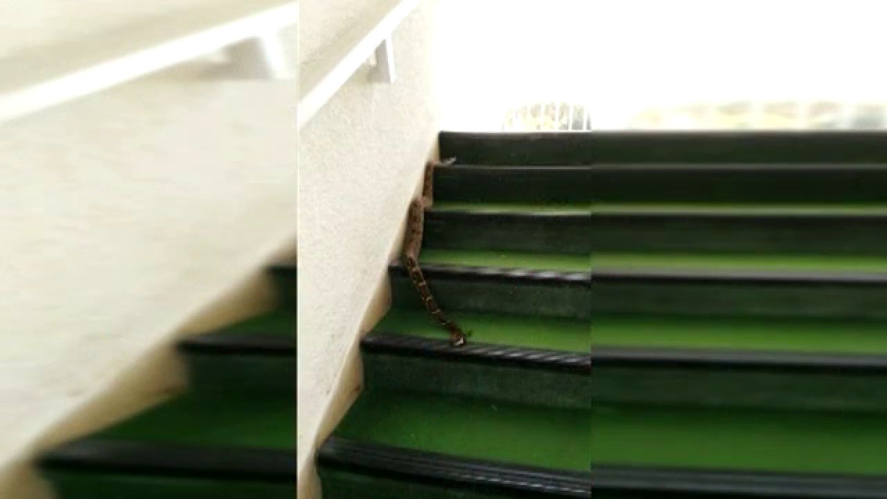 Encuentran una boa constrictor en un hotel en Puerto de la Cruz