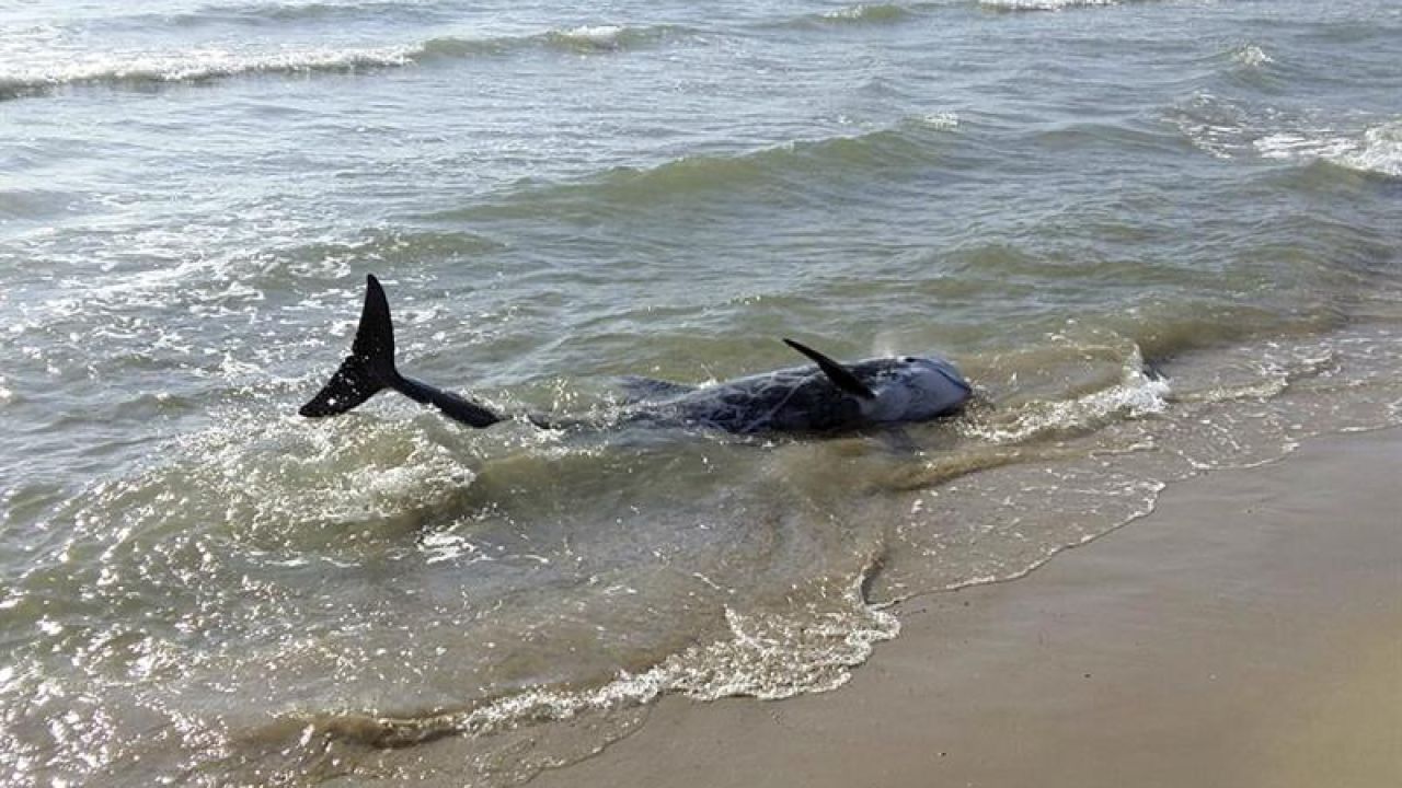 Mueren dos delfines calderón que quedaron varados en una playa de Burriana