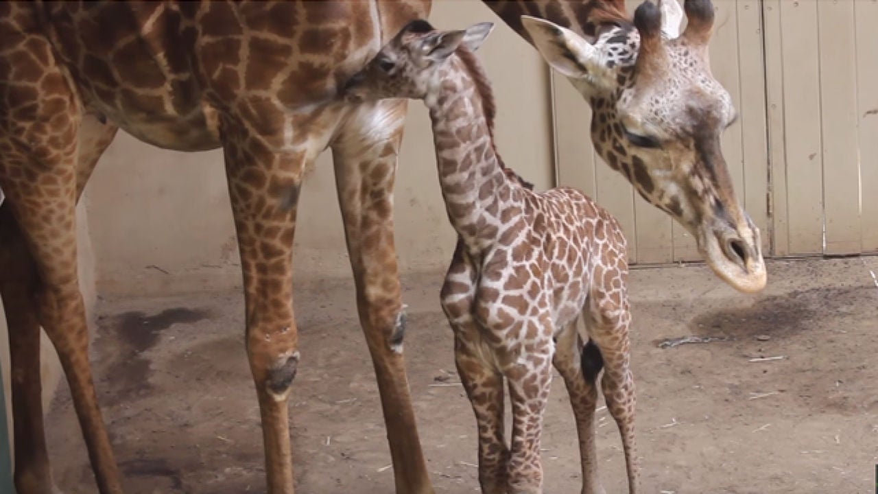 ¿Por qué las jirafas tienen el cuello tan largo? La secuencia completa de su genoma nos da la clave