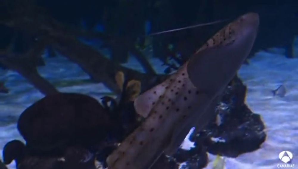 El primer tiburón cebra nacido en cautividad ya puede visitarse