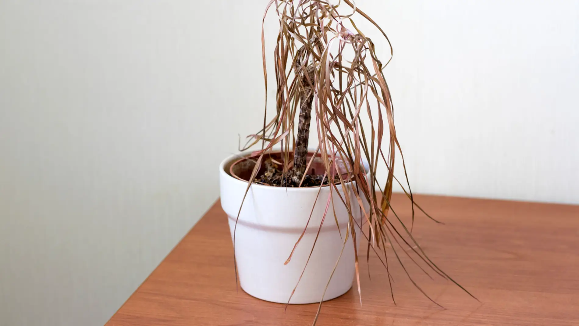 Trucos para que tus plantas no se mueran si te vas de vacaciones Trucos para que tus plantas no se mueran si te vas de vacaciones