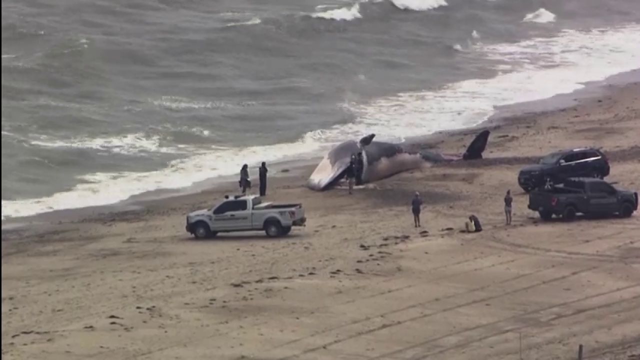 Hallan una ballena muerta en la orilla de una playa de Estados Unidos