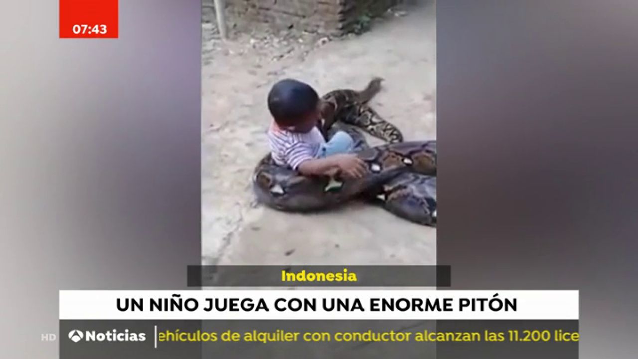 Graban a un niño jugando tranquilamente con una enorme y peligrosa pitón