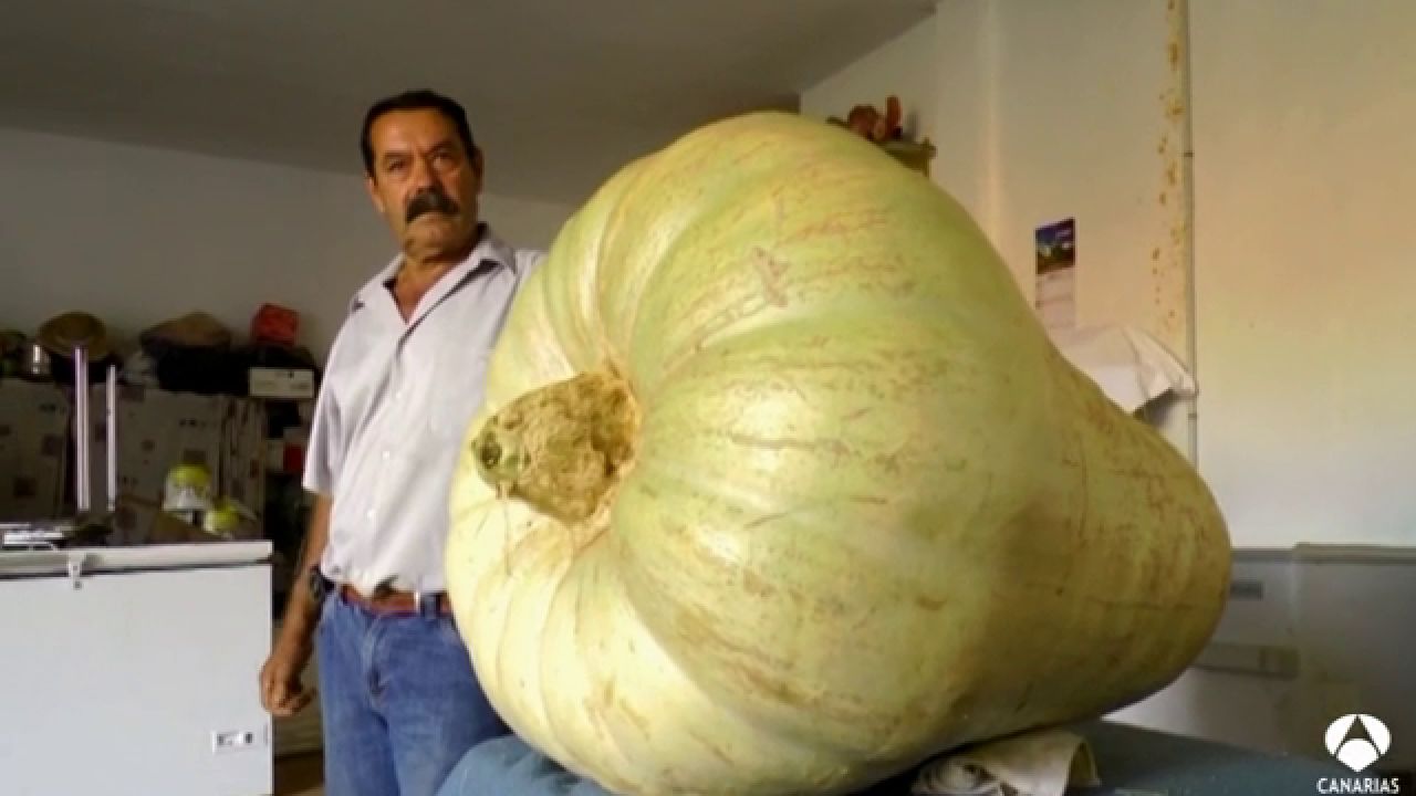 Una calabaza gigante en Fuerteventura