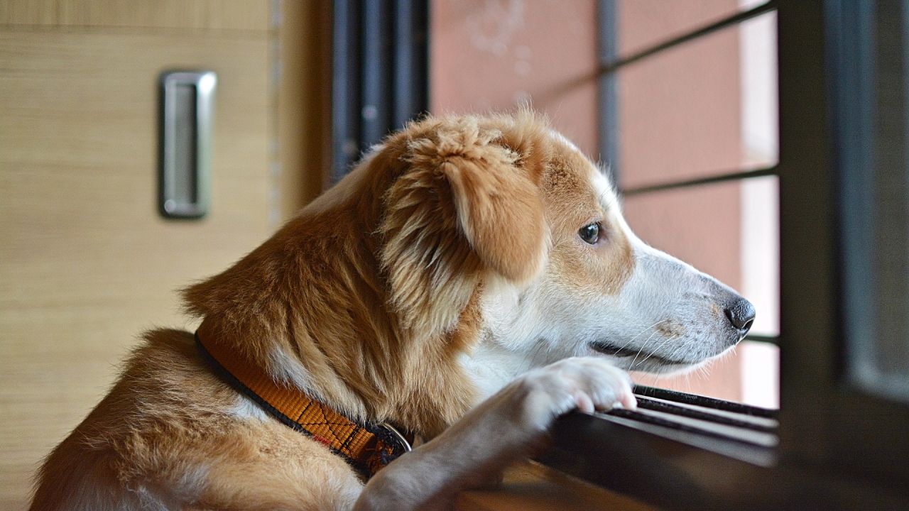 Multan con 3.240 euros a un hombre por dejar morir a sus dos perros en ...