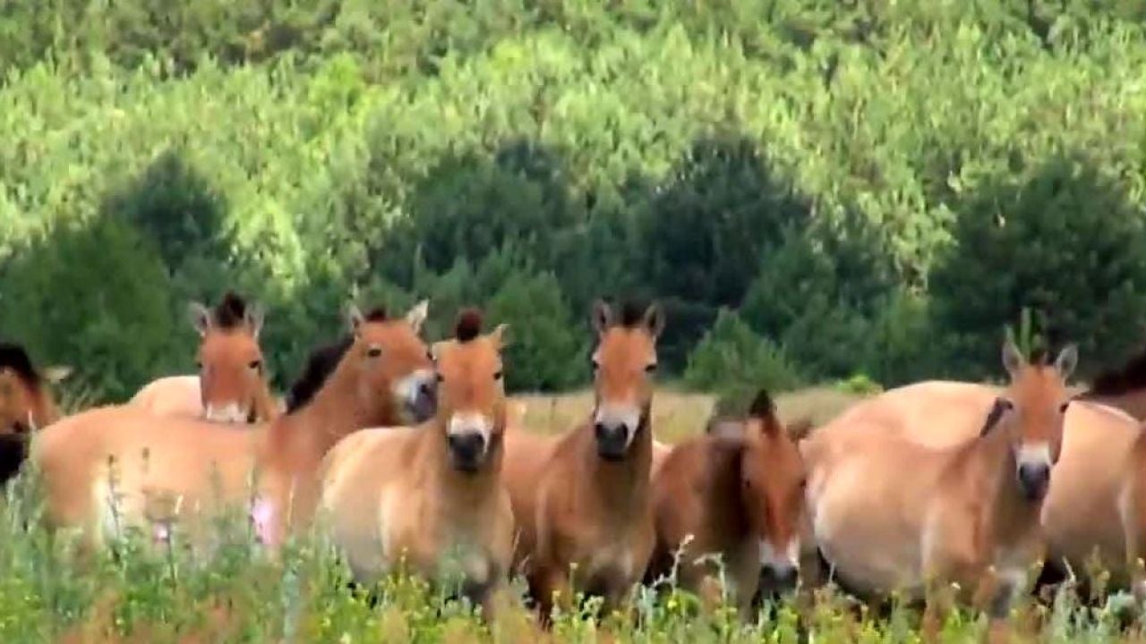 Vuelve la vida a Chernóbil con los primeros animales y plantas 30 años ...