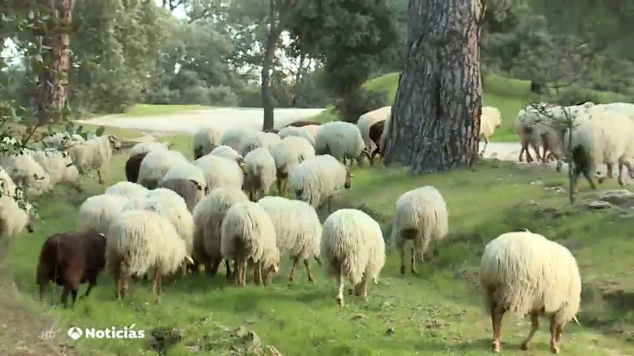 Centenares de ovejas vuelven a pastar en la Casa de Campo para ayudar a ...