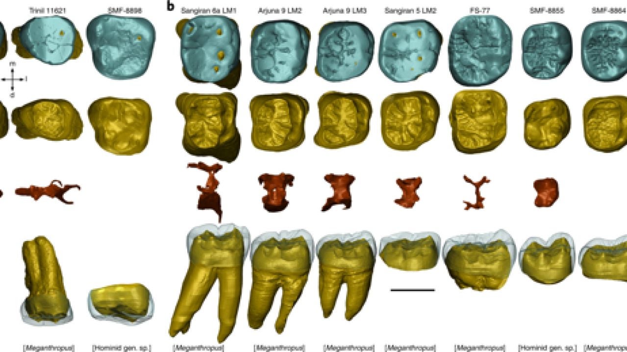 Encuentran los restos de un nuevo simio al que atribuían a un humano ...