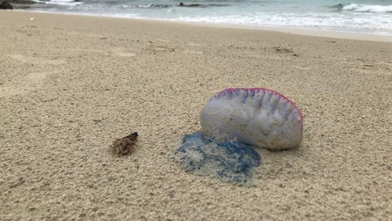 Cádiz: Bandera amarilla por la aparición de la medusa 'carabela portuguesa'