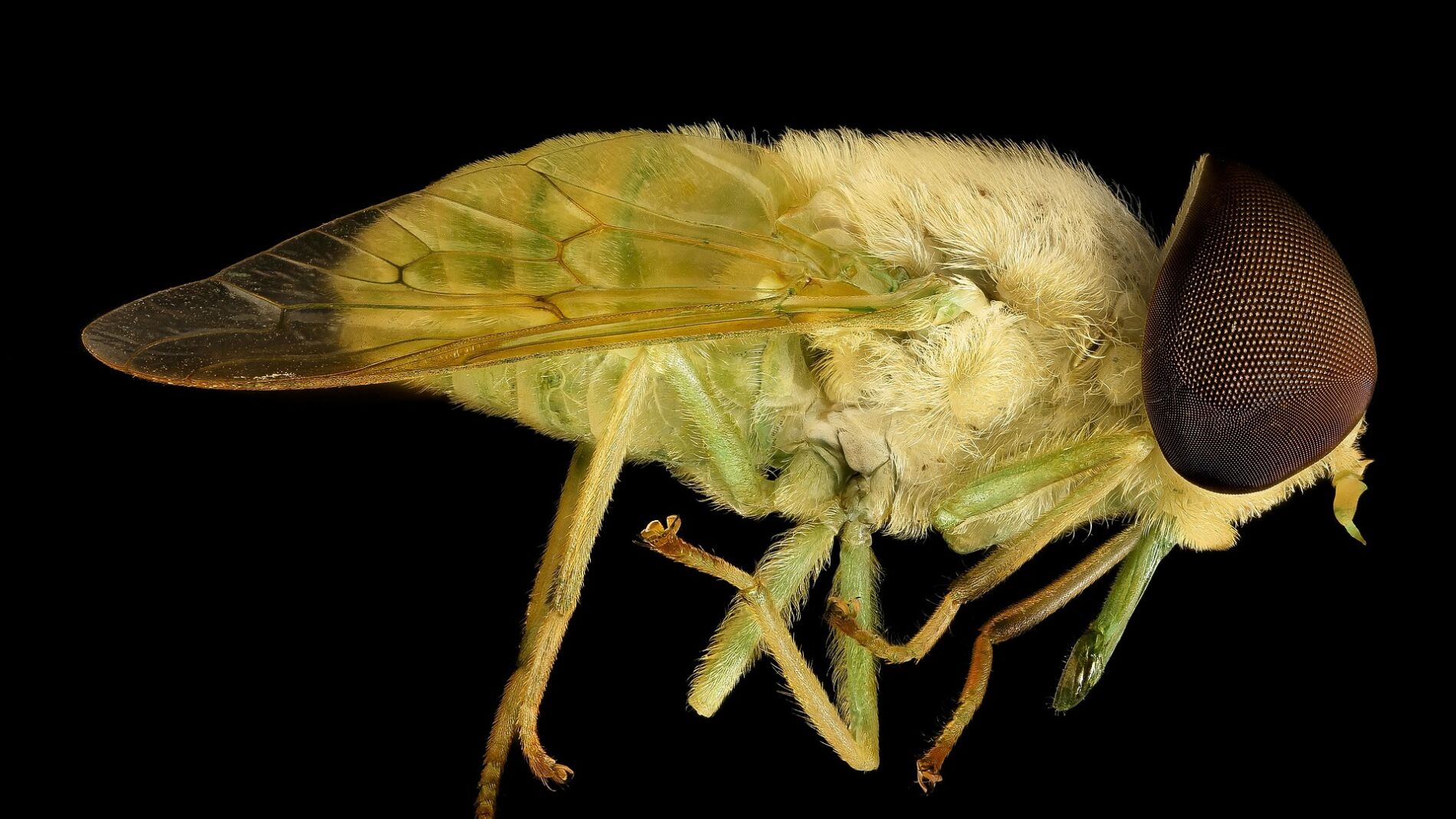 Remedios caseros contra las picaduras de tábanos