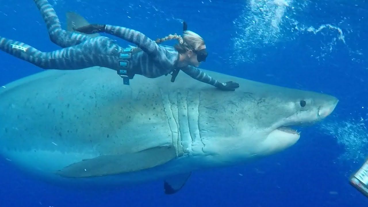 Una Buceadora Es Grabada Nadando Junto A Uno De Los Tiburones Blancos Una Buceadora Es Grabada Nadando Junto A Uno De Los Tiburones Blancos