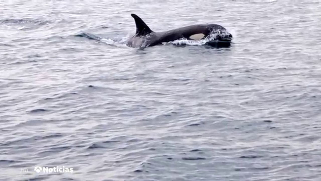 Las impactantes imágenes de varias orcas 'atacando' a un barco pesquero ...