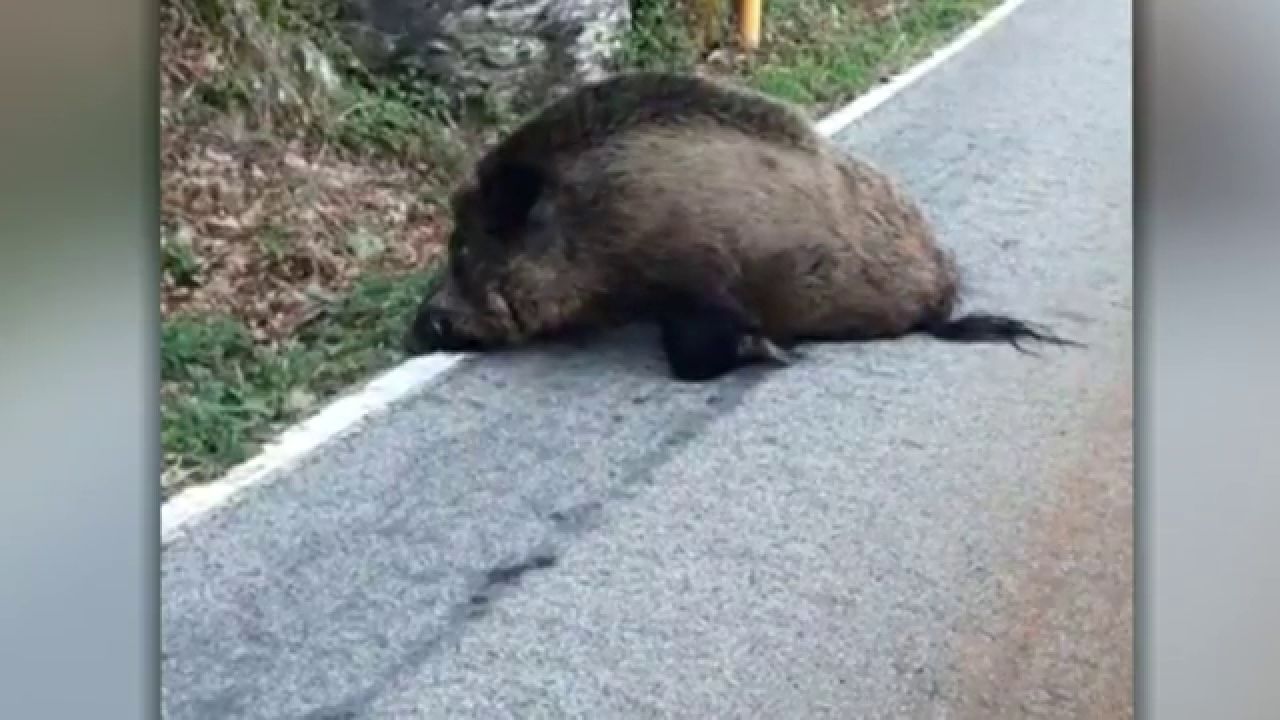 Unos pescadores presencian como un jabalí agoniza tras ser atacado por ...