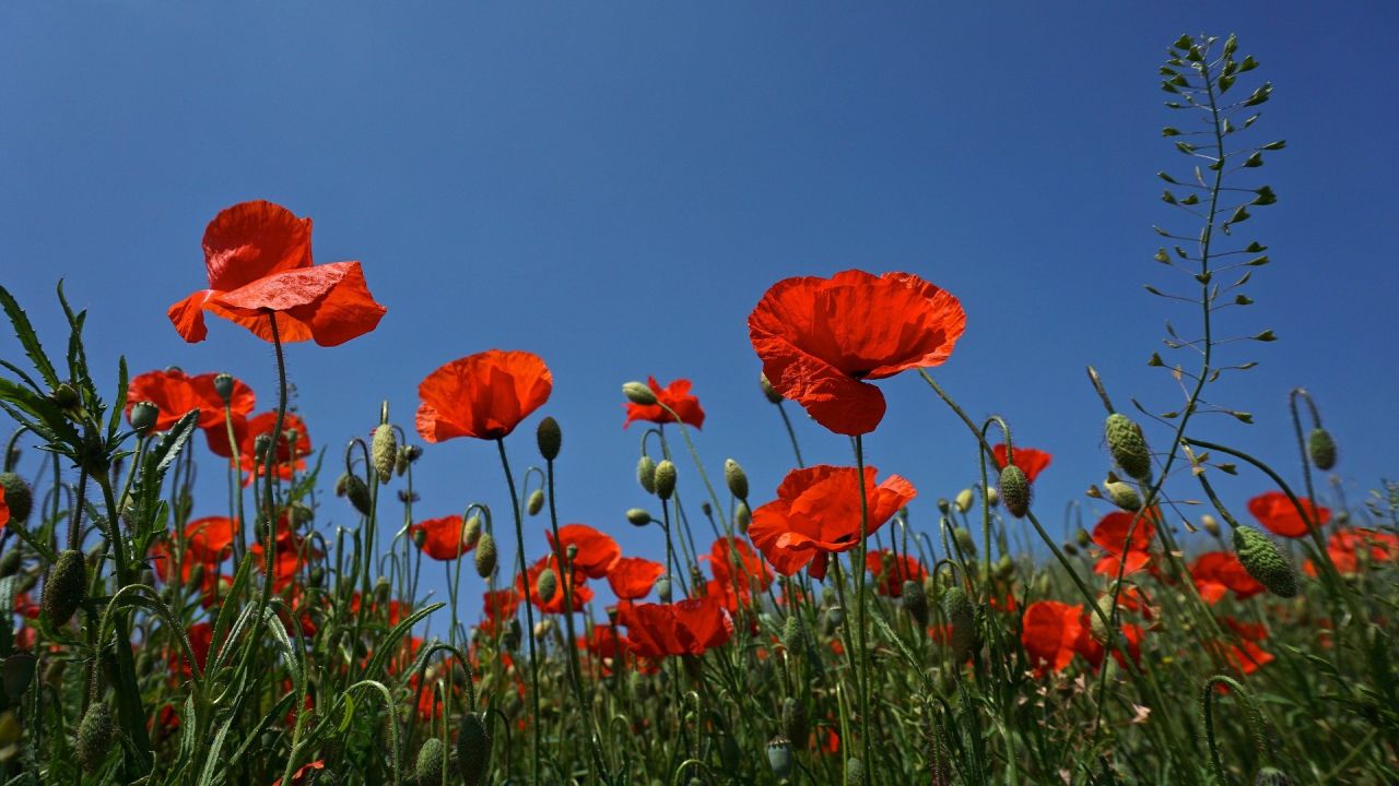 ¡Bienvenido junio 2021! Las mejores frases para dar la bienvenida al ...