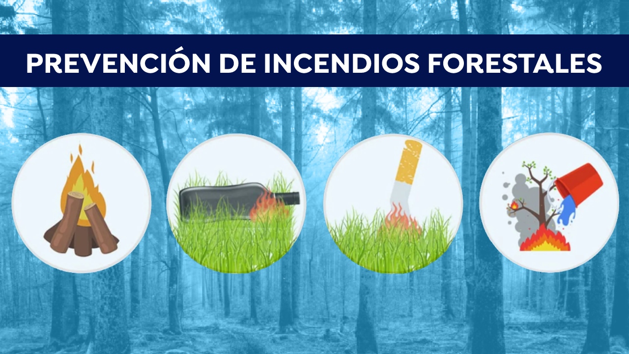 Qué Hacer En Caso De Incendio Forestal Y Cómo Evitarlo Durante La Ola
