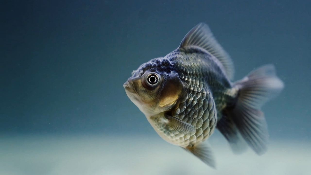 Un pez con dientes de humano se ha vuelto viral en TikTok