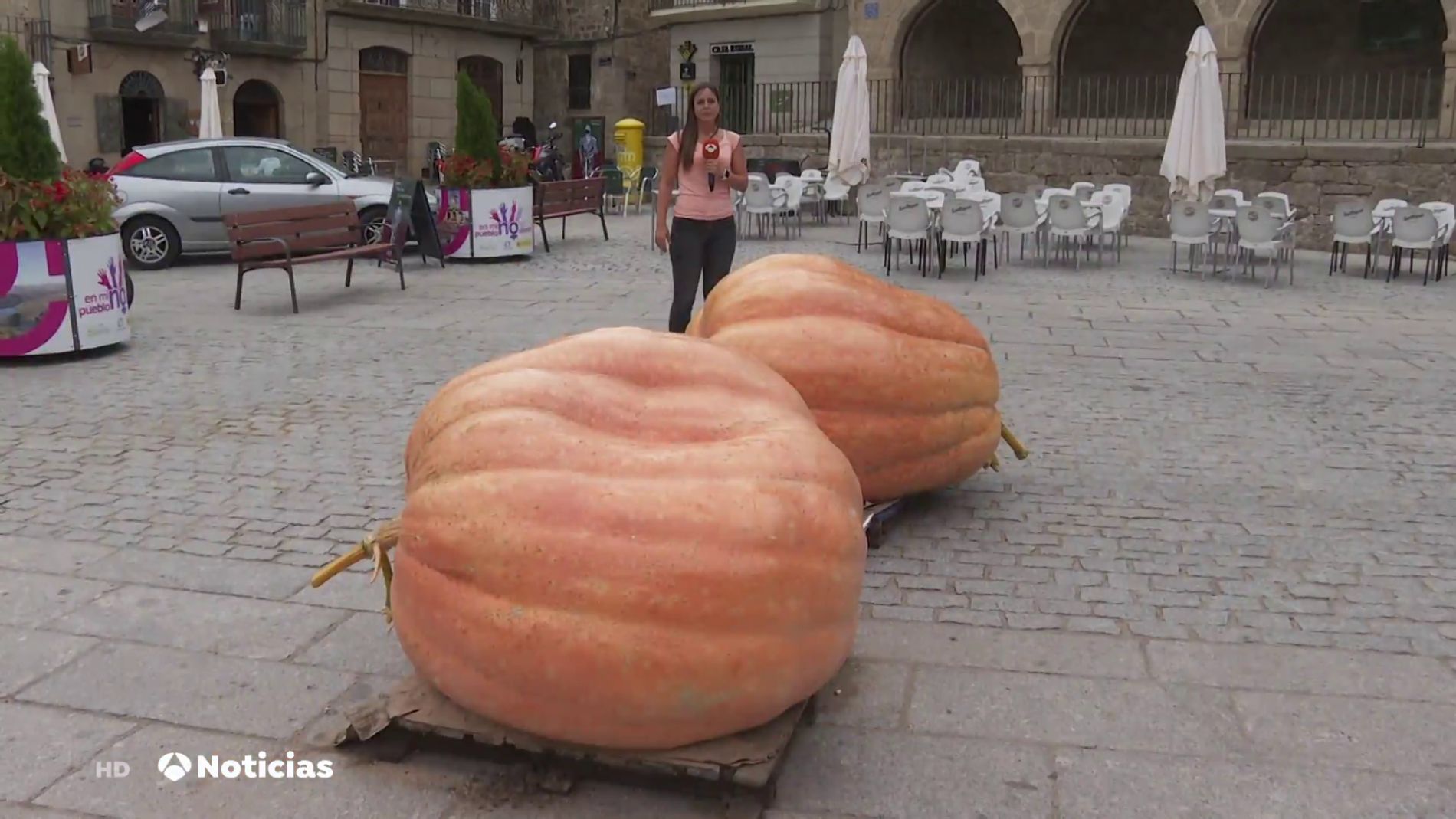 Logran cultivar dos calabazas gigantes de 700 kilos en Zamora