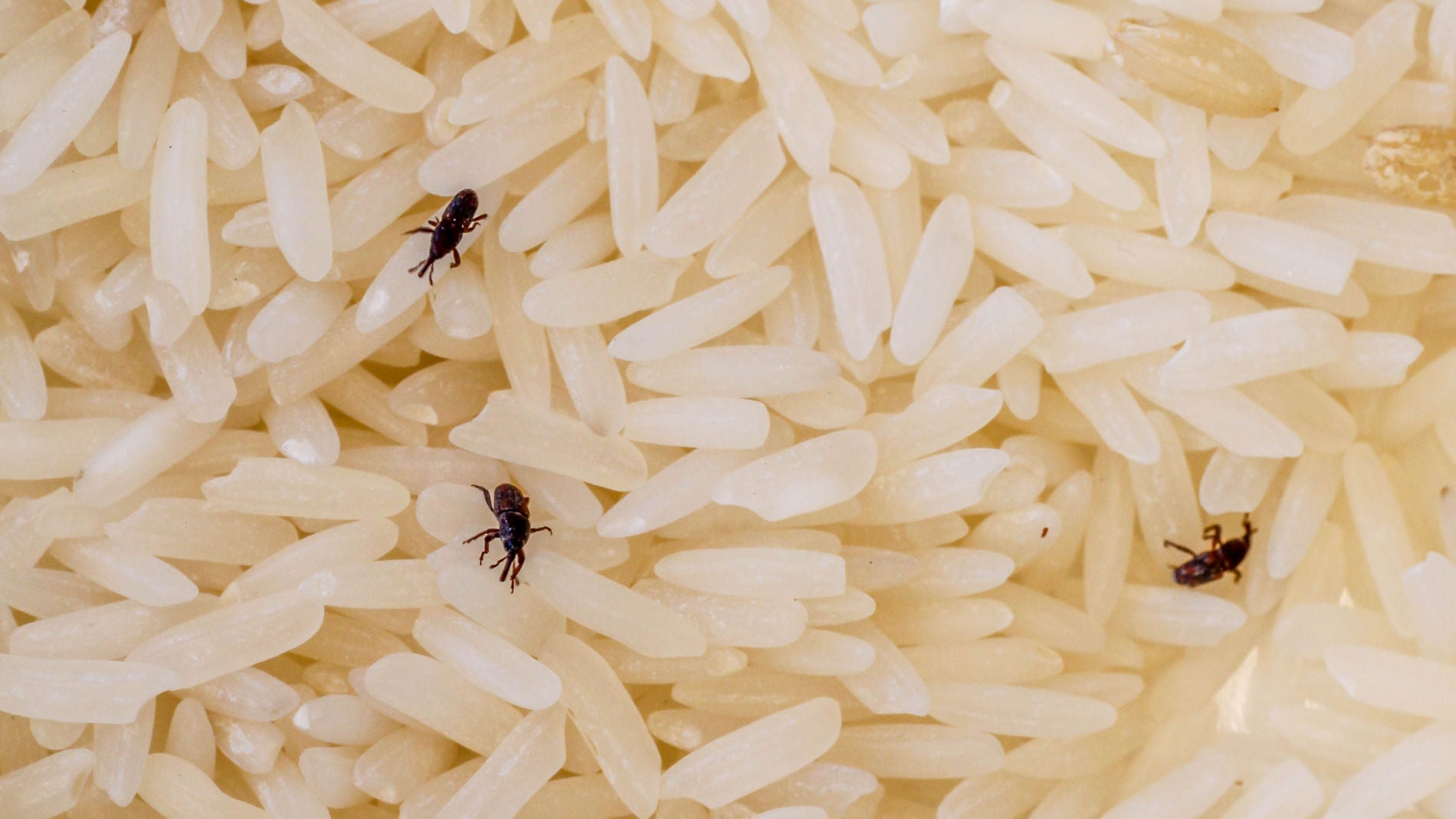 ¿Qué son los gorgojos? Lo que debes hacer si aparecen en tu cocina