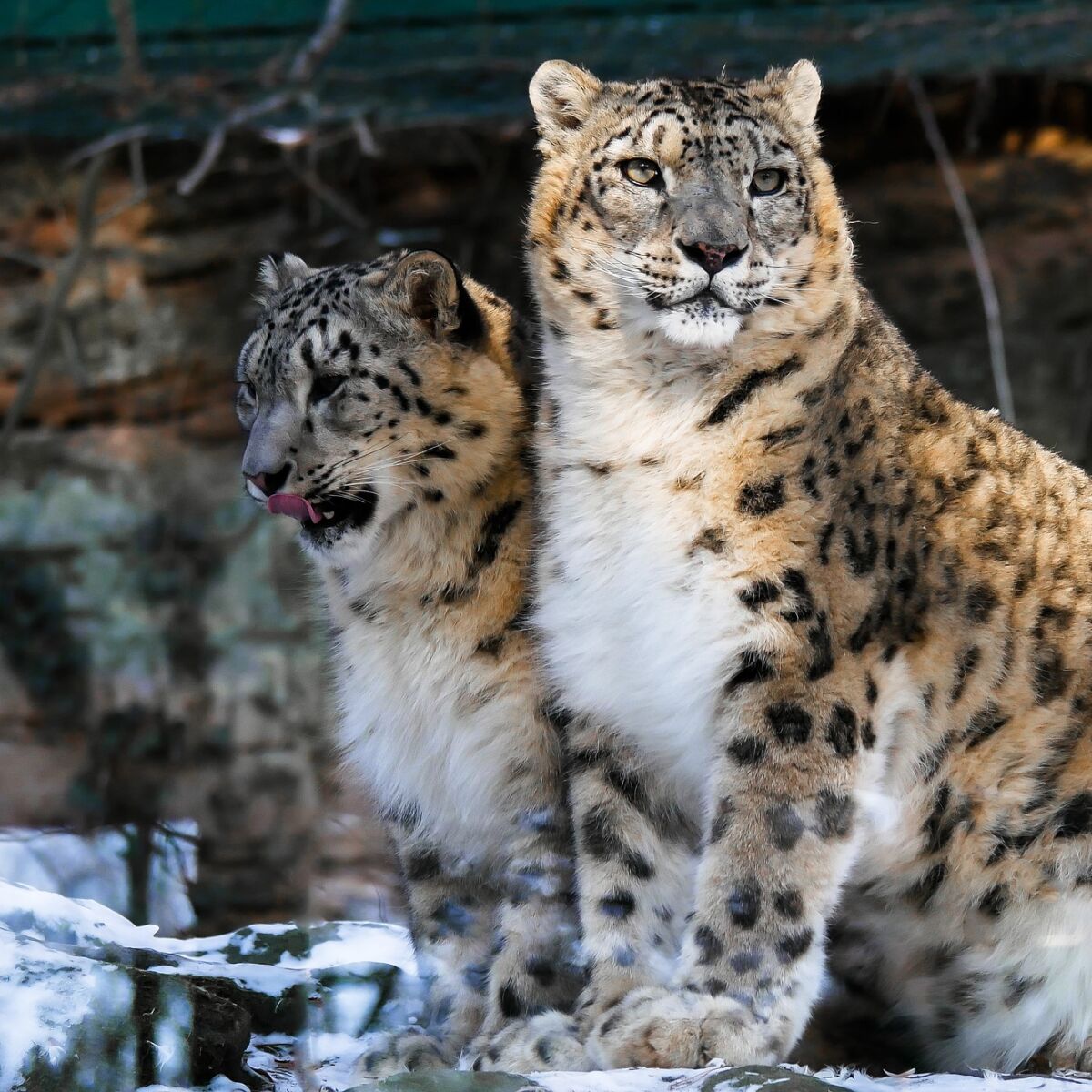 Leopardo Blanco De Las Nieves