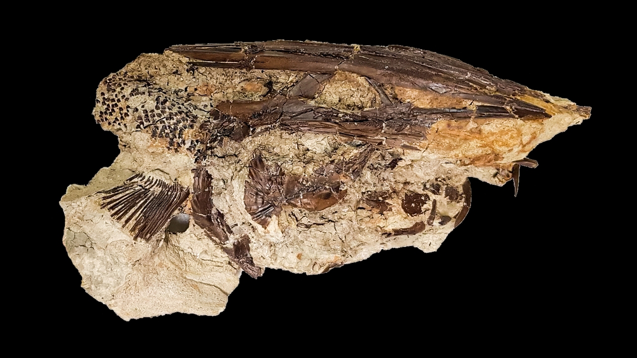 ¿Cuándo cayó el meteorito que acabó con los dinosaurios? Un grupo de ... ¿Cuándo cayó el meteorito que acabó con los dinosaurios? Un grupo de ...