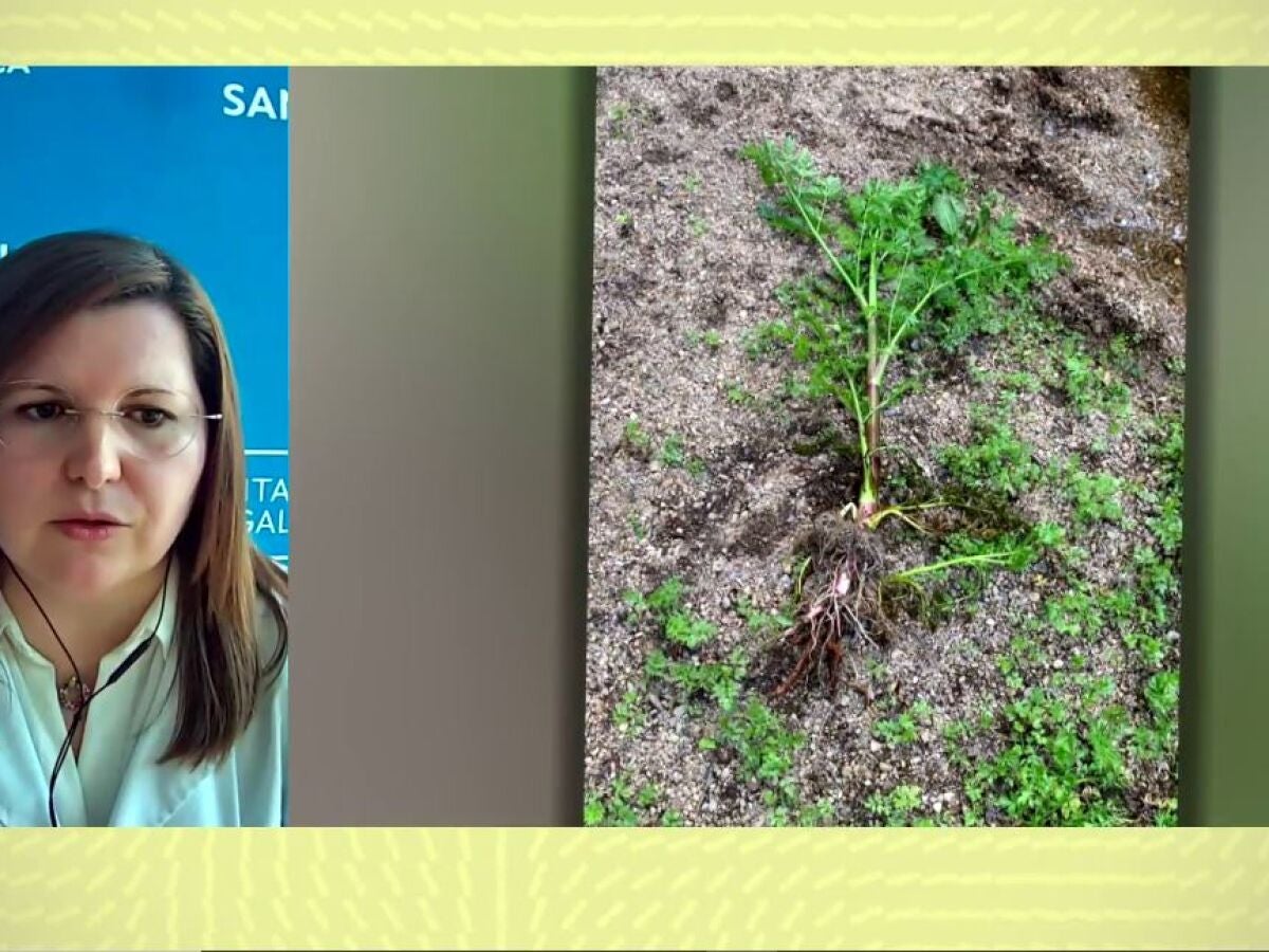 Las Plantas De Nabos Se Ven Así Brassica Rapa Subsp. Rapa