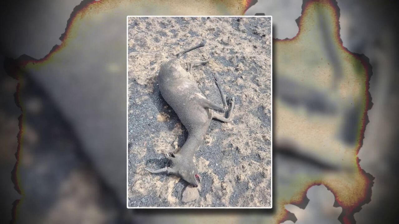 Animales calcinados y paisajes negros, las dramáticas imágenes que deja ...