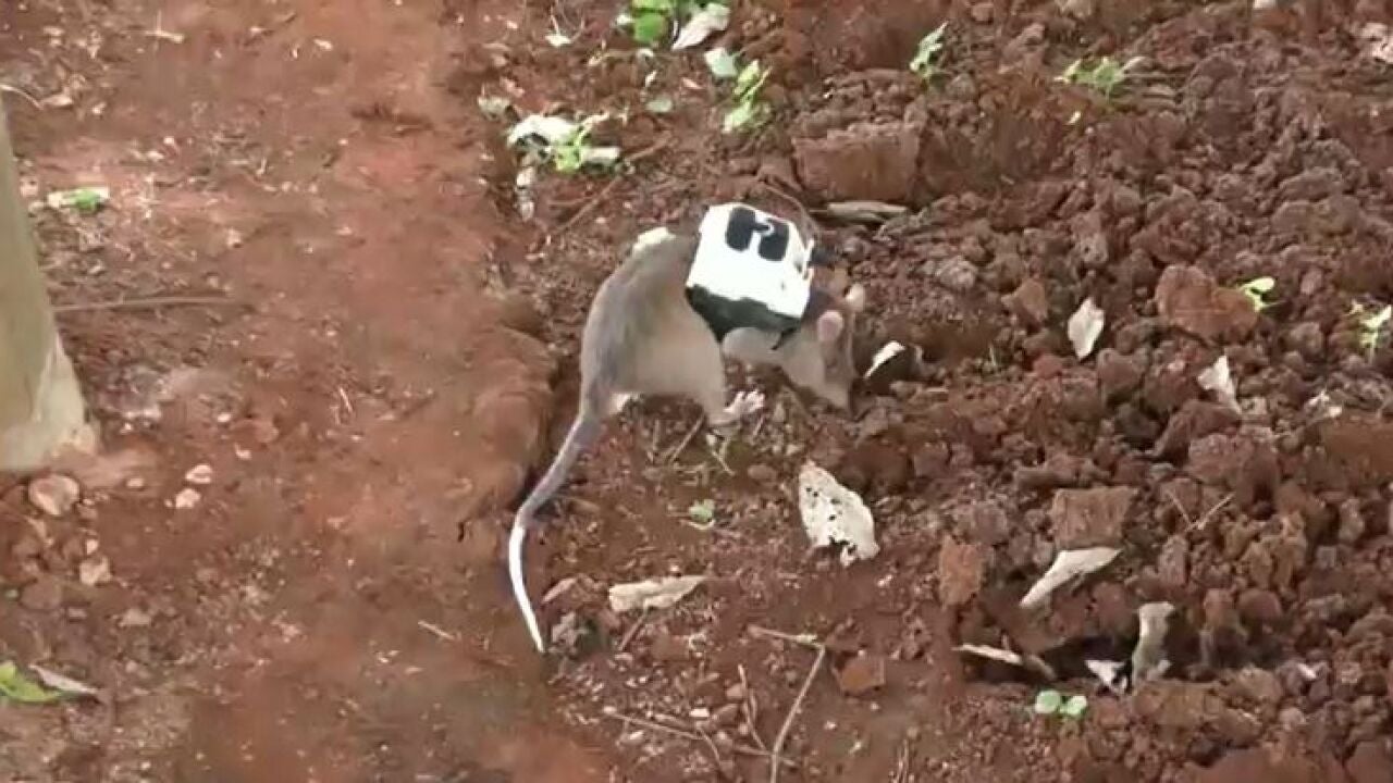 Entrenan a ratas para ayudar a rescatar personas en los desastres naturales