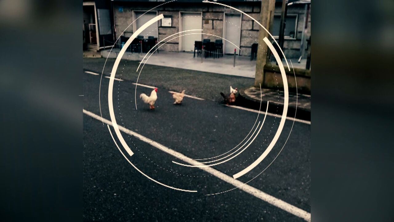 La revolución de las gallinas en Galicia: "Los vecinos se quejan, pero ...