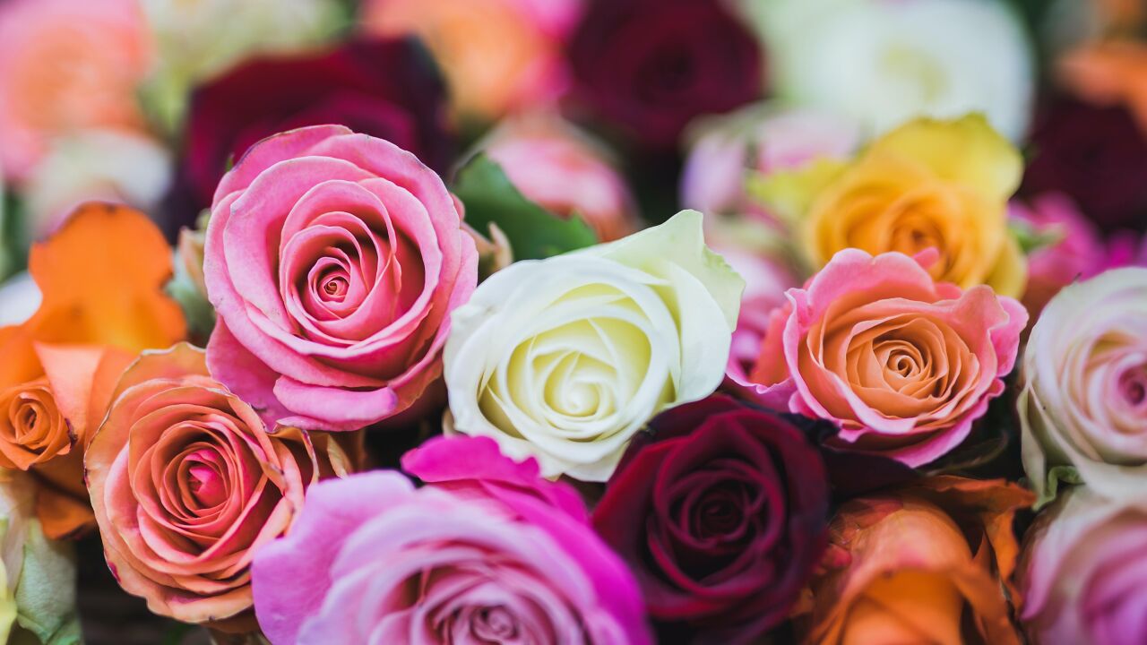 ¿Qué significan los diferentes colores de las rosas?