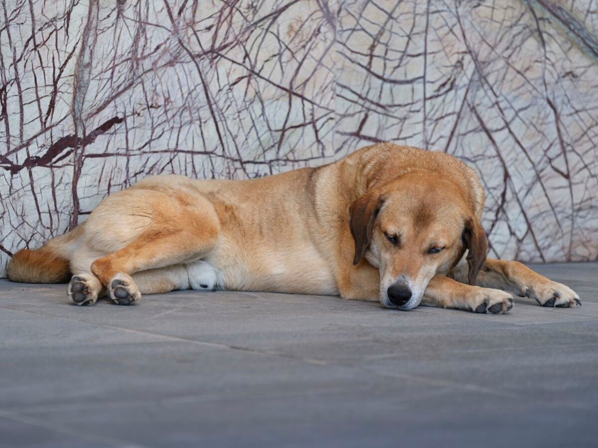 Por Qué El Perro Se Llama Un Animal Fiel