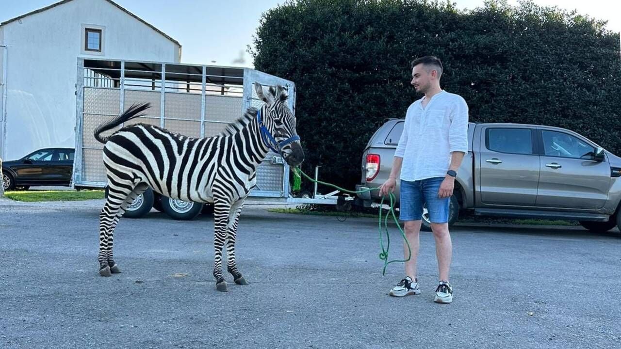 Un cebrallo 'made in Galicia': El proyecto que causa sensación a rayas ...