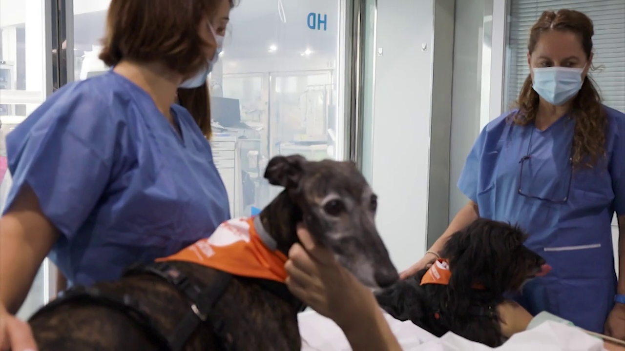 Se Permiten Perros Esa En Los Hospitales