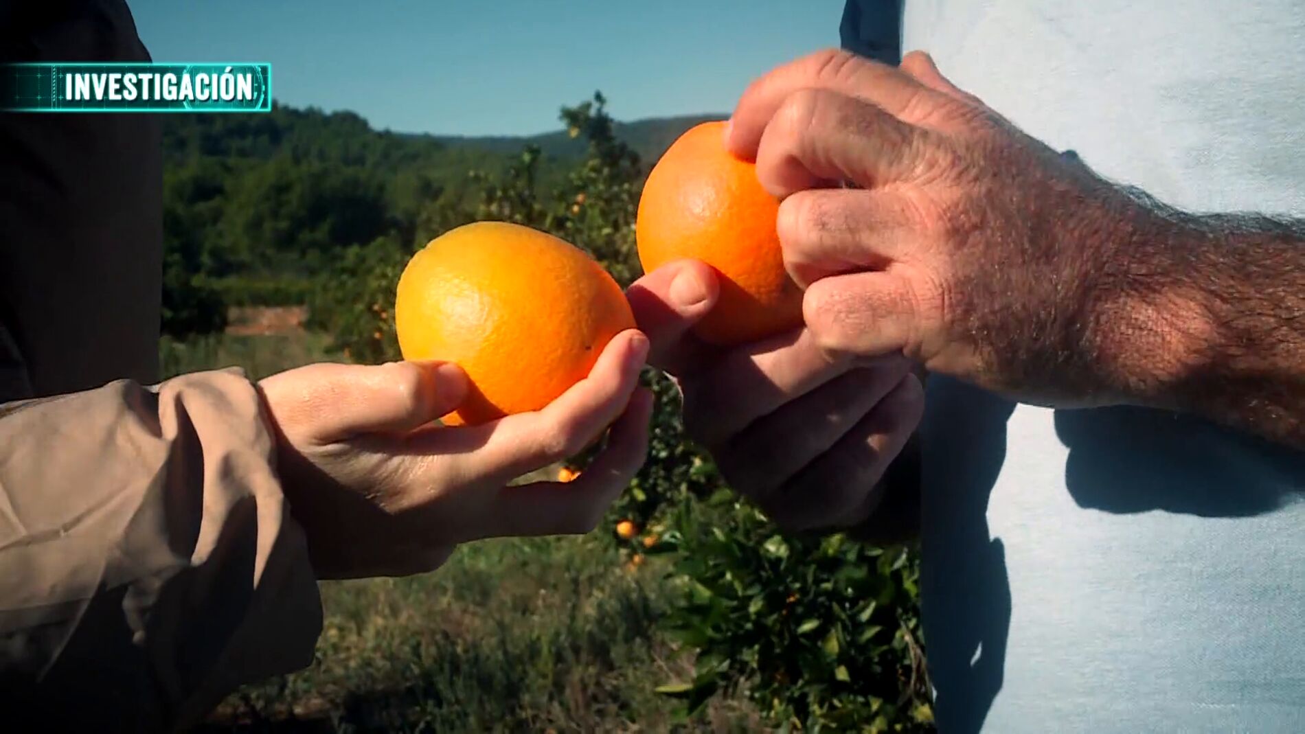 Estos son los problemas que provoca la importación de la naranja ...