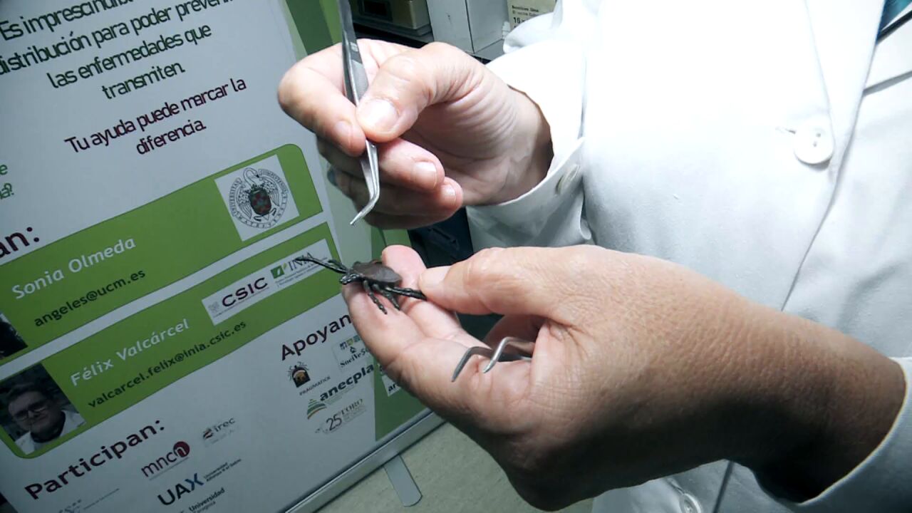 Cómo curar la picadura de una garrapata