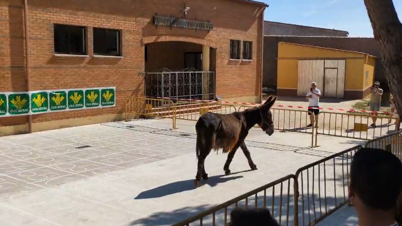 Acertar dónde caga la burra: así es la fiesta más rara de España que se ...