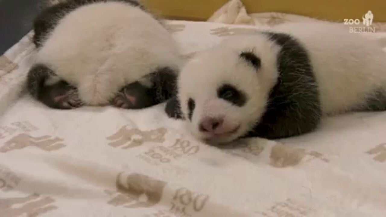 La ternura de unos recién nacidos: dos bebés oso panda abren los ojos ...